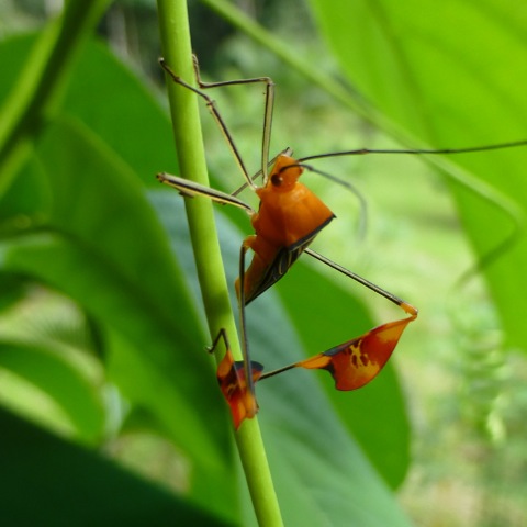 Flag-footed Bug | Project Noah