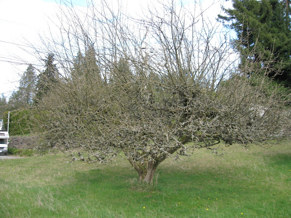 Apple | Project Noah