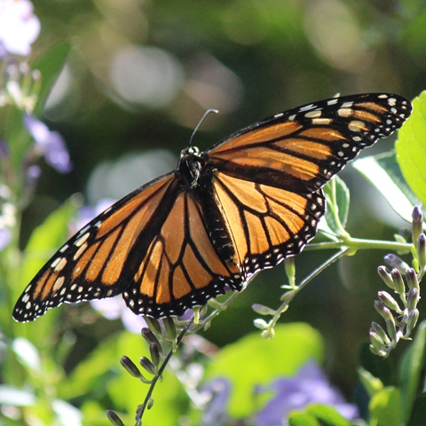 Wanderer (Monarch) Butterflies | Project Noah
