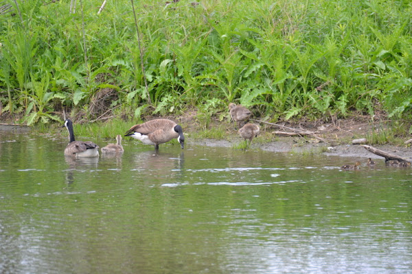 Canada Goose | Project Noah