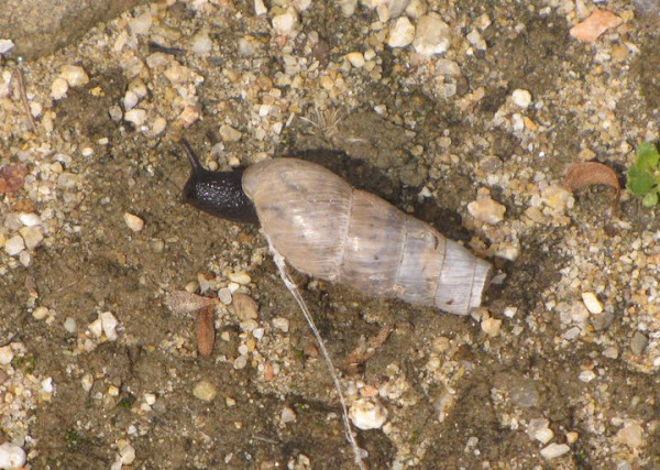 California Horn Snail | Project Noah