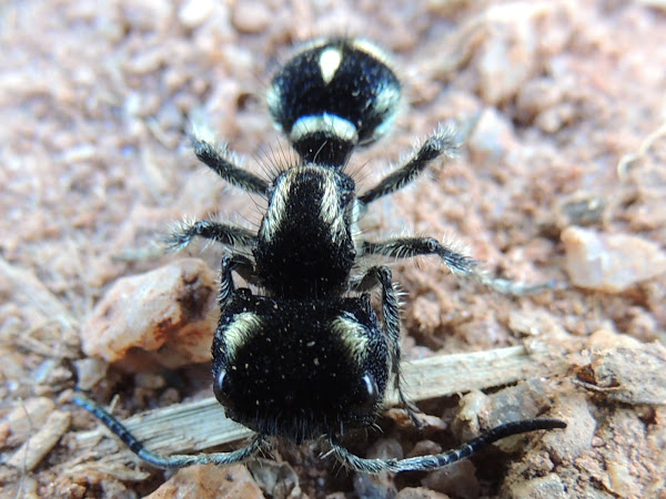 Ant Witch/Cow Killer Ant/Velvet Ant | Project Noah