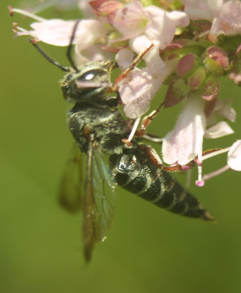 Cuckoo-leaf-cutter Bee, female | Project Noah