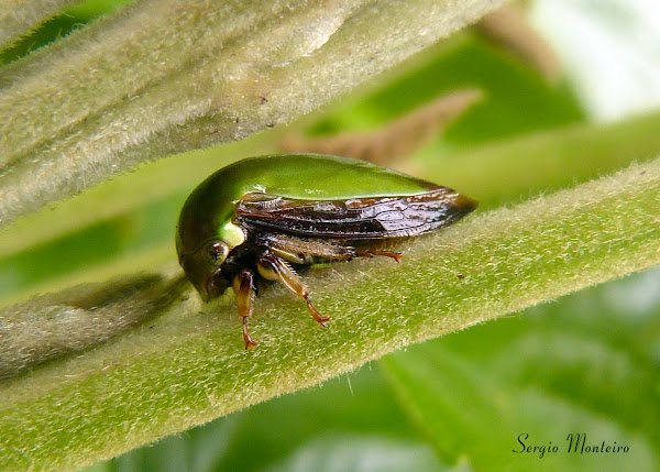 Treehopper | Project Noah