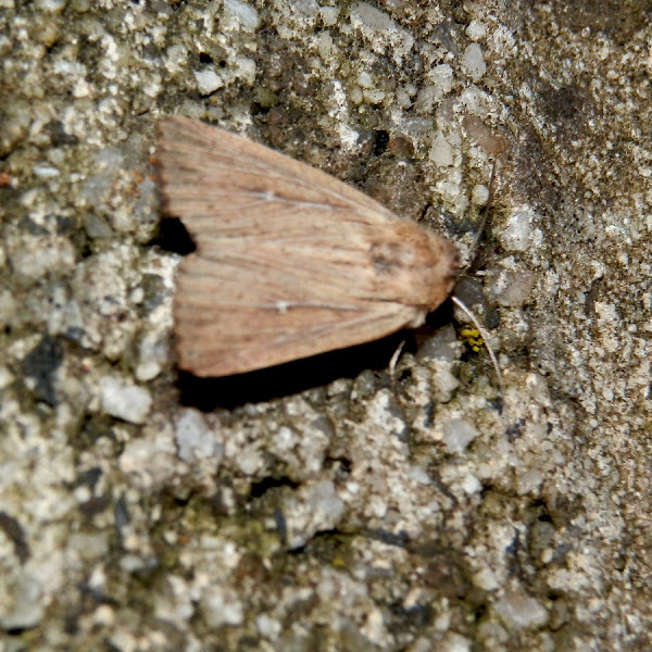 armyworm (Noctuid moth) | Project Noah