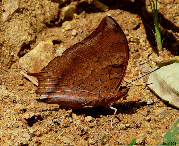 Tawny Rajah | Project Noah