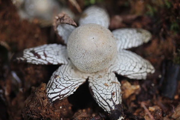 Barometer Earthstar | Project Noah