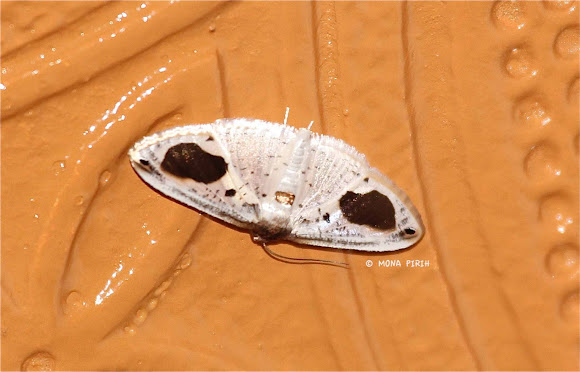 Thyridid Moth | Project Noah