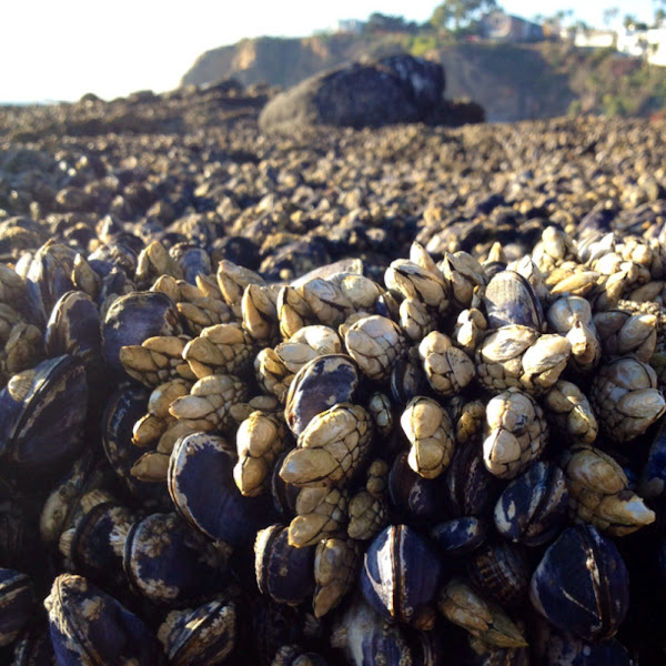 Leaf barnacle | Project Noah