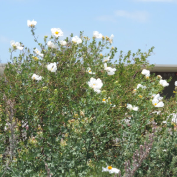 Matilija Poppy | Project Noah