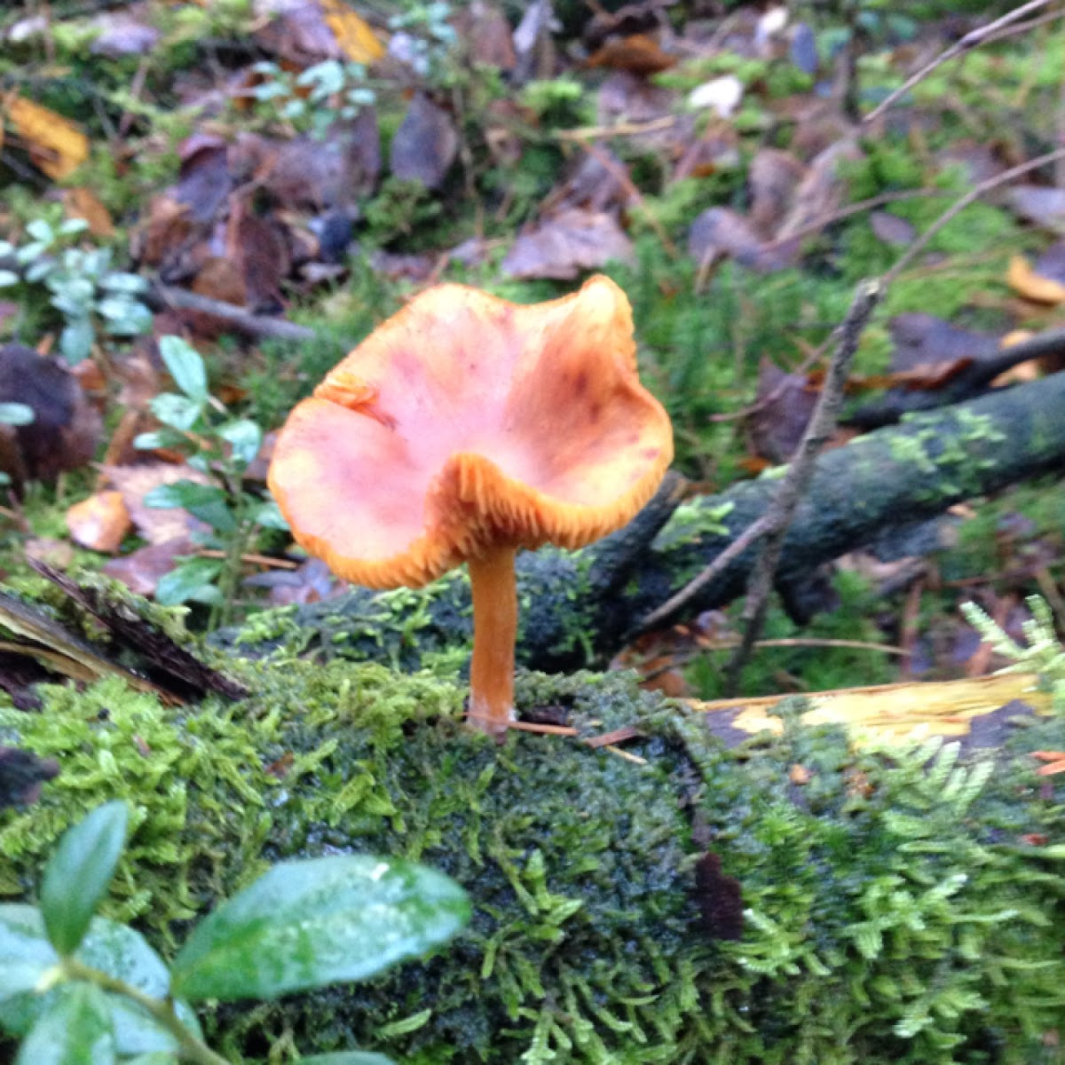 Spotting | Project Noah