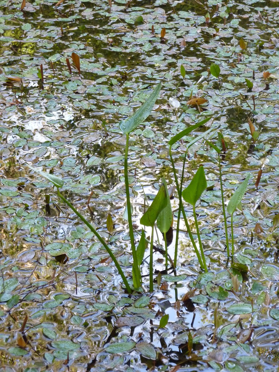 Arrowhead | Project Noah