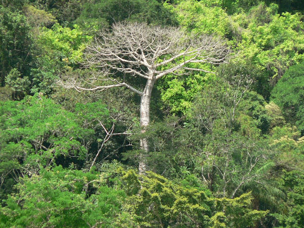 Cuipo tree | Project Noah