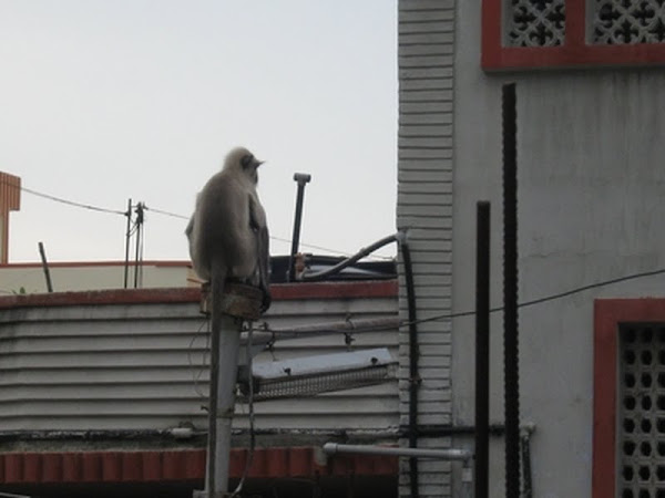 monkey | Project Noah