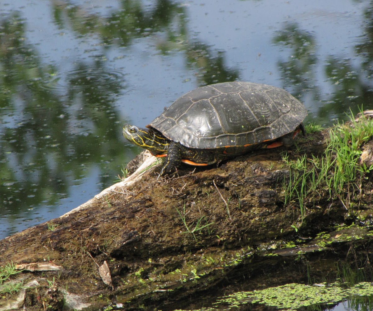 Painted Turtle | Project Noah