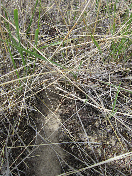 Meadow Vole run | Project Noah