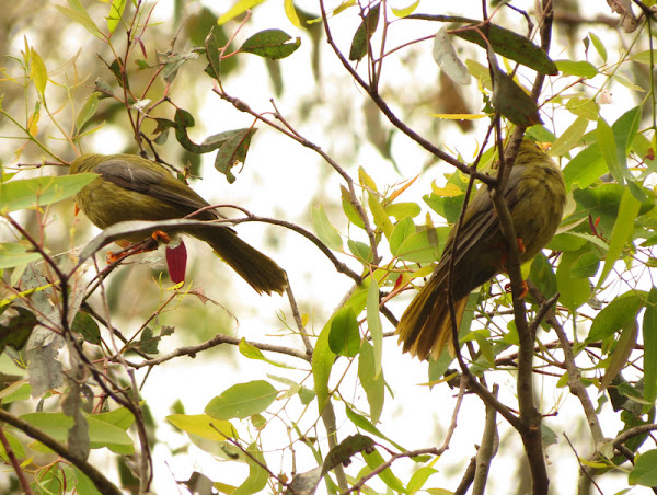Bell Miner | Project Noah