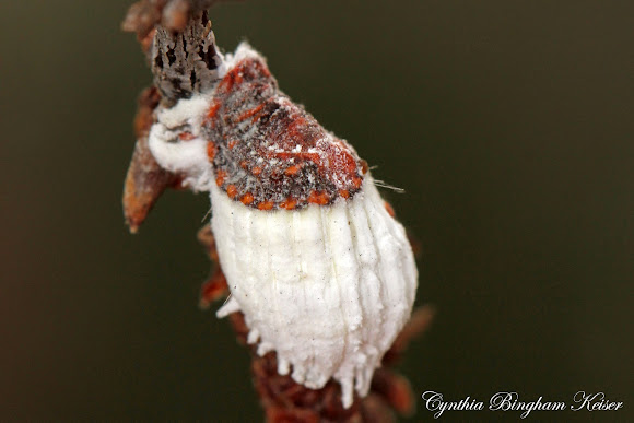 Cottony Cushion Scale | Project Noah