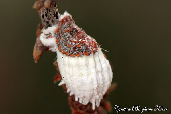 Cottony Cushion Scale | Project Noah