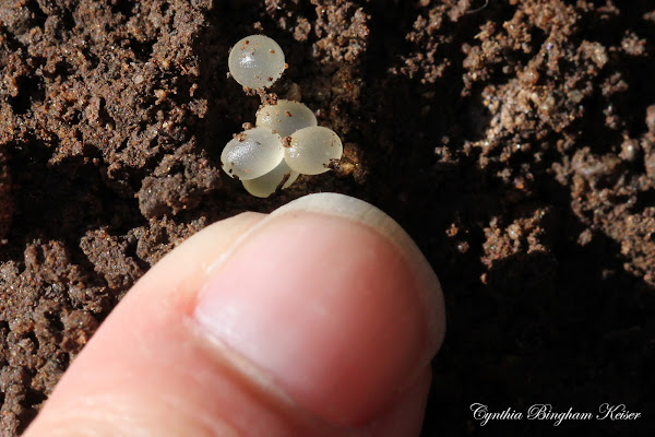 Slug Eggs | Project Noah