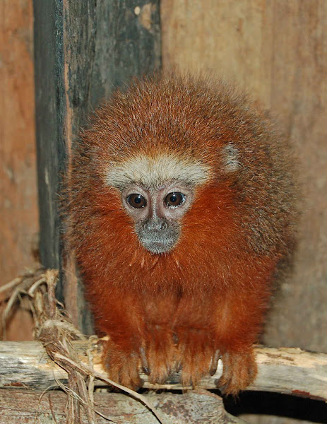 Titi Monkey | Project Noah