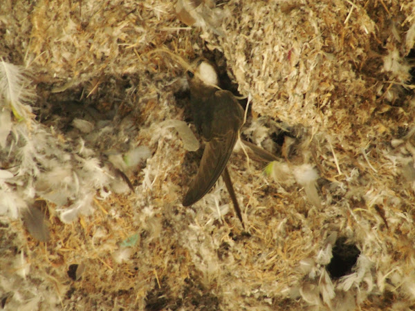 House Swift | Project Noah