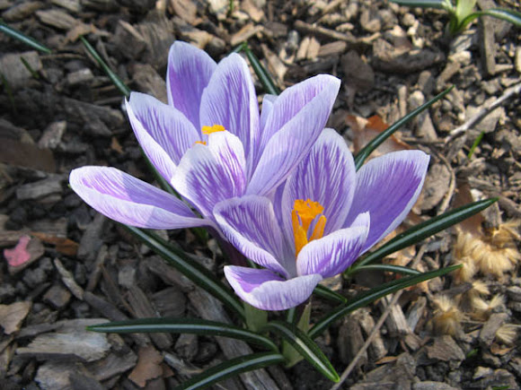 'King of the Striped' Crocus | Project Noah