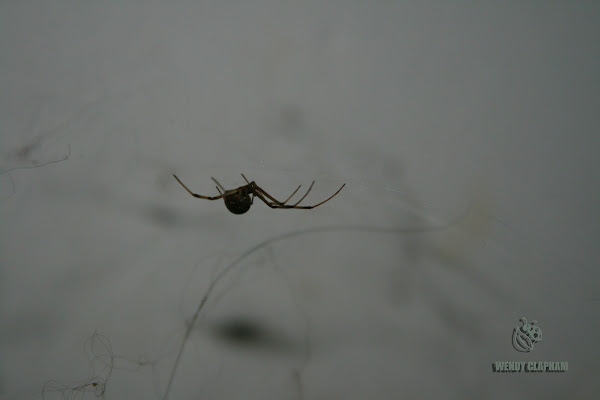 Brown Button Spider | Project Noah