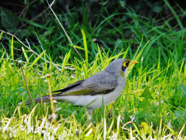 Soldier bird | Project Noah