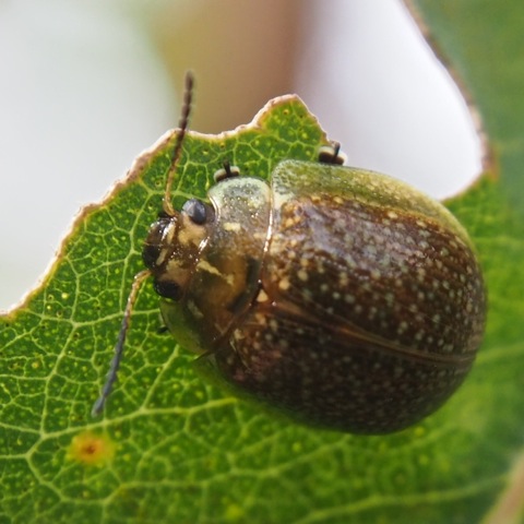 Leaf Beetle | Project Noah