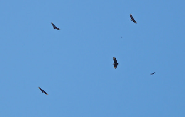 Black Vulture | Project Noah