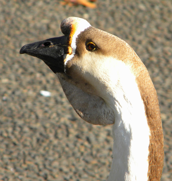 Chinese Goose | Project Noah