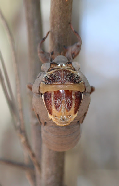 Northern Double Drummer Cicada | Project Noah