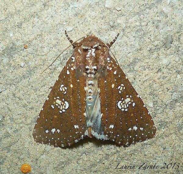 Noctuid Moth | Project Noah