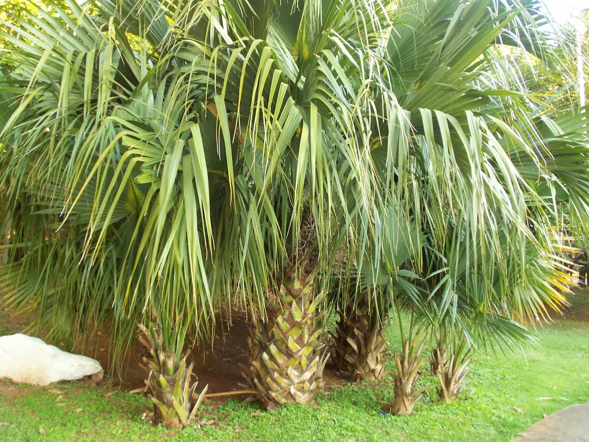 Unknown Spotting | Project Noah