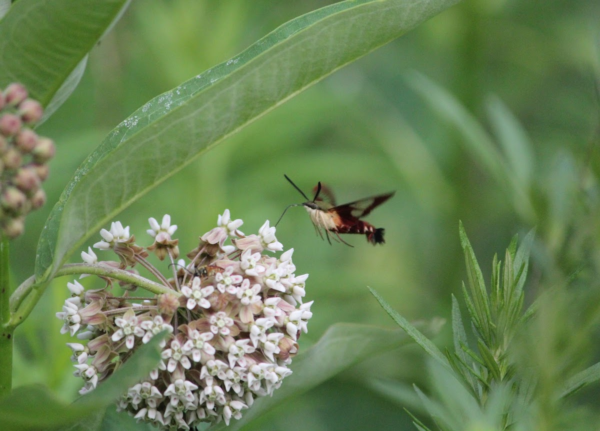 Hummingbird clearwing moth | Project Noah