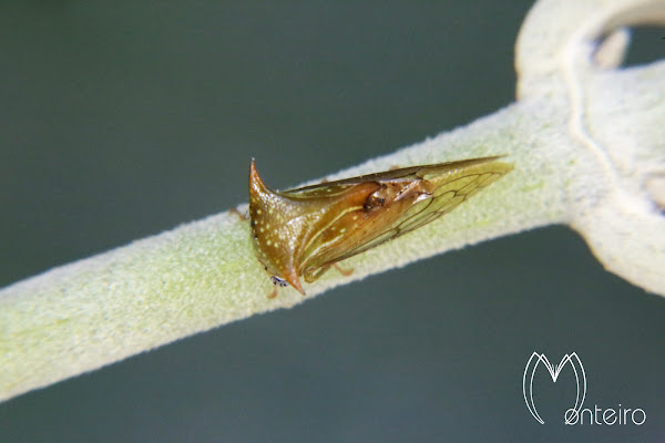 Horned treehopper | Project Noah