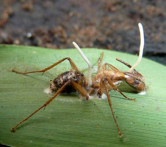 Hongo parasito de hormigas | Project Noah