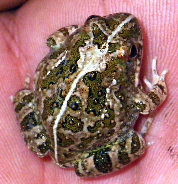 Common Sand Frog | Project Noah