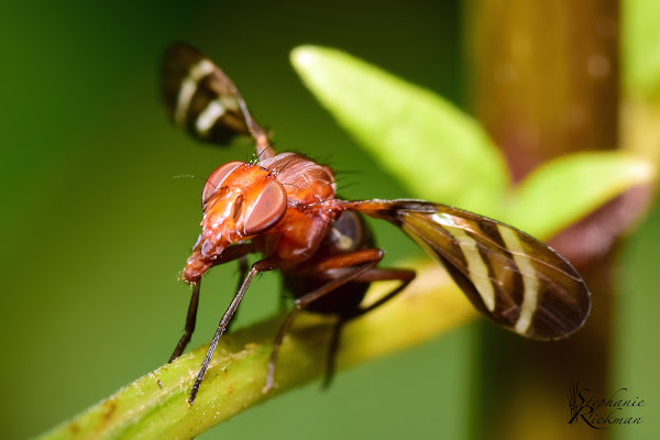 Signal Fly | Project Noah