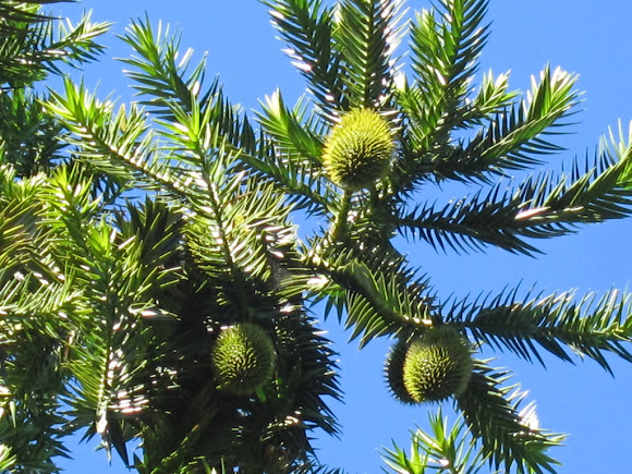 Klinki Pine | Project Noah