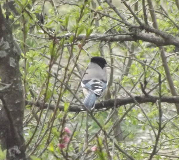 Black-headed Jay | Project Noah