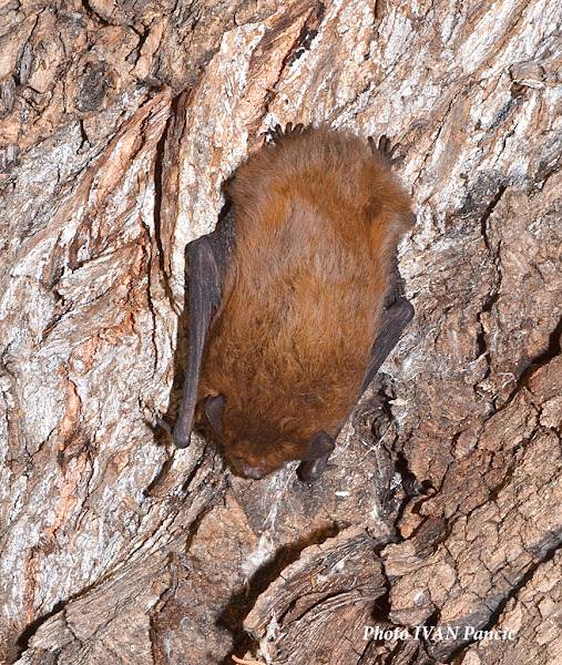 Lesser noctule | Project Noah
