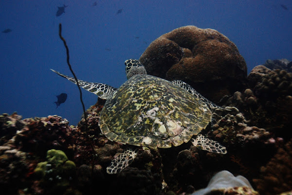 Hawksbill sea turtle | Project Noah