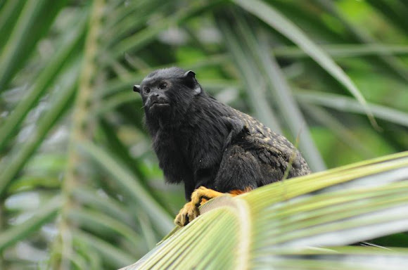 Red-handed tamarin | Project Noah