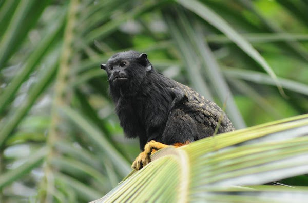Red-handed tamarin | Project Noah