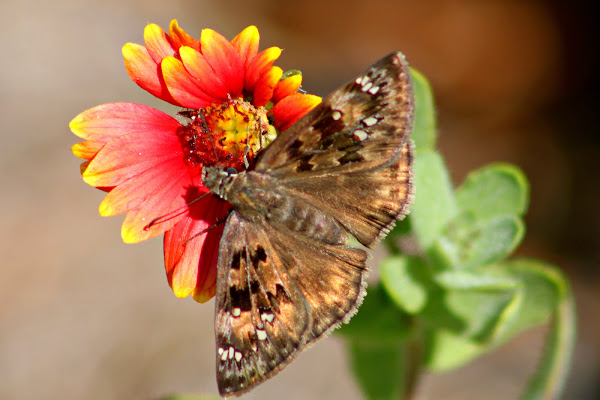 Horace's Duskywing Butterfly | Project Noah