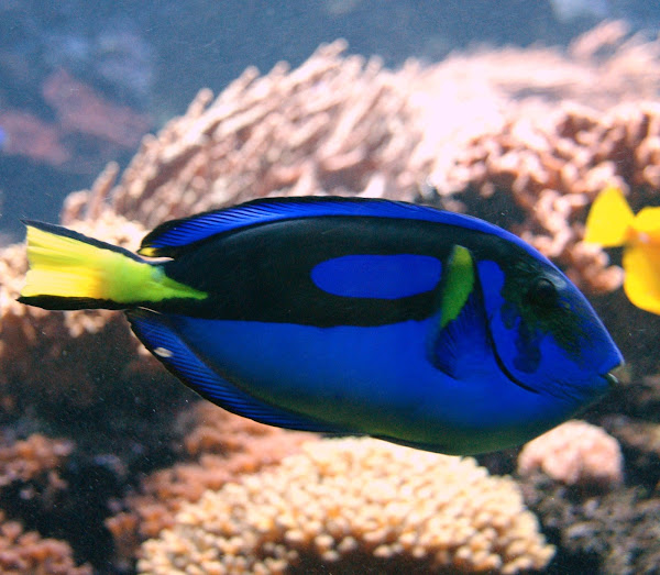 Blue Surgeonfish | Project Noah