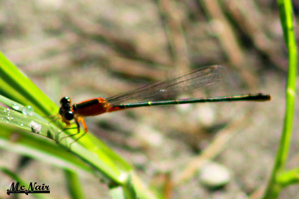 Rambur's Forktail Dragonfly | Project Noah