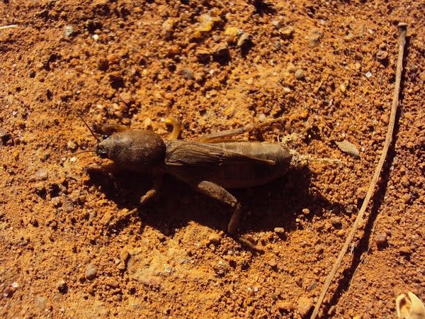 Mole cricket | Project Noah